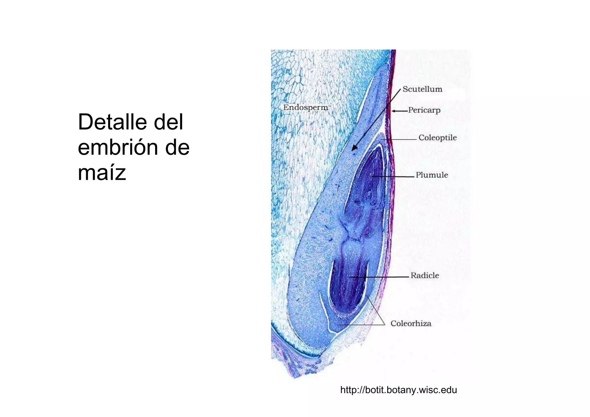 Anatomia y morfologia del tallo | PDF