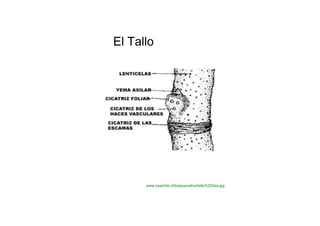 Anatomia y morfologia del tallo | PDF