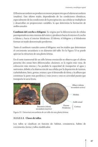 ANATOMÍA Y MORFOLOGÍA VEGETAL.pdf