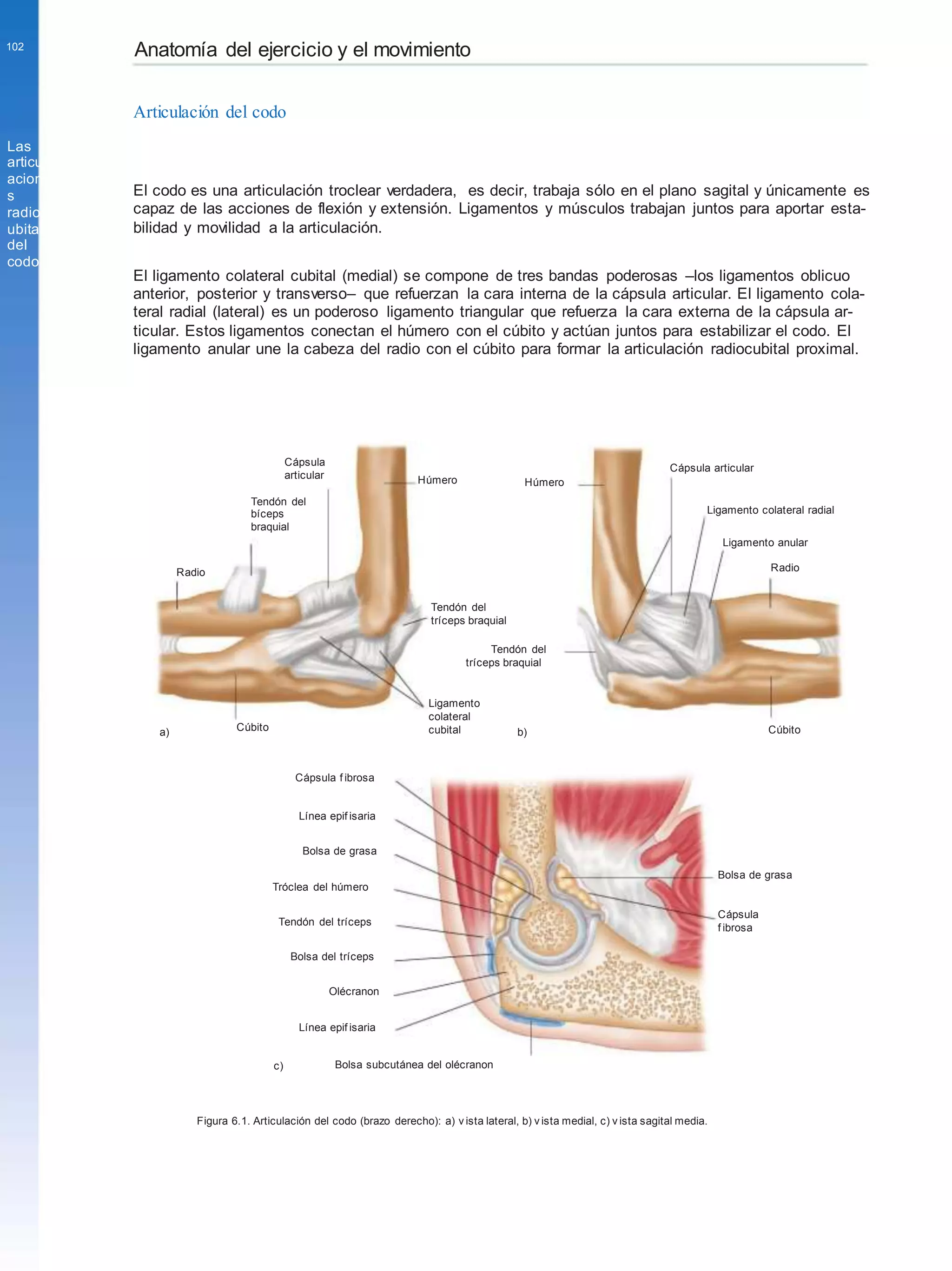 Anatomia y movimiento | DOC