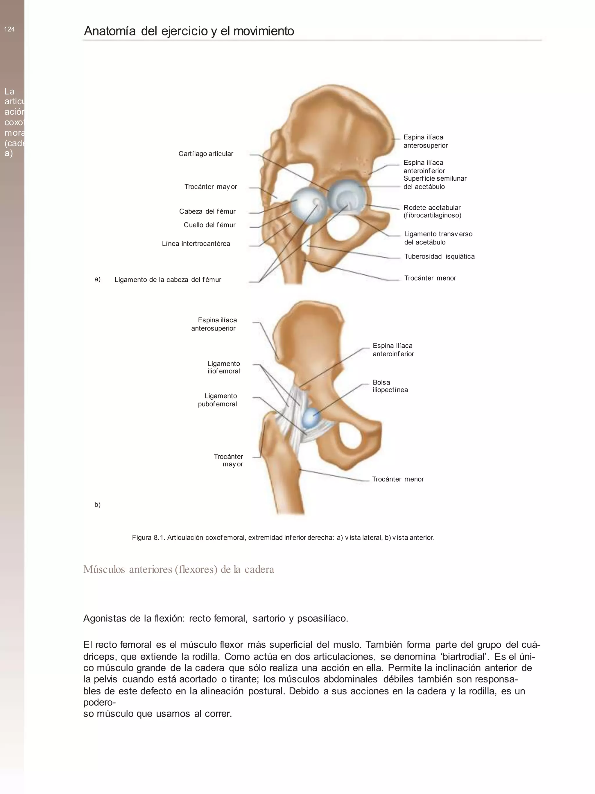 Anatomia y movimiento | DOC
