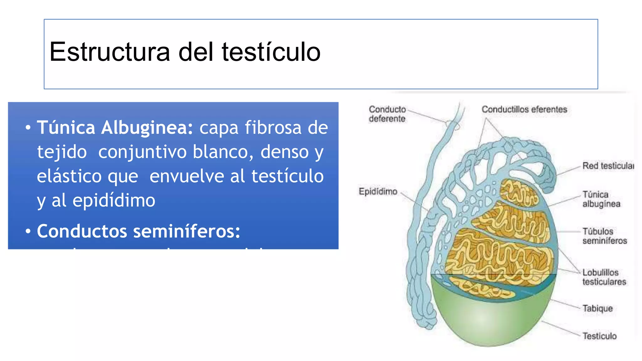 anatomia y patologia testiculares | PPTX