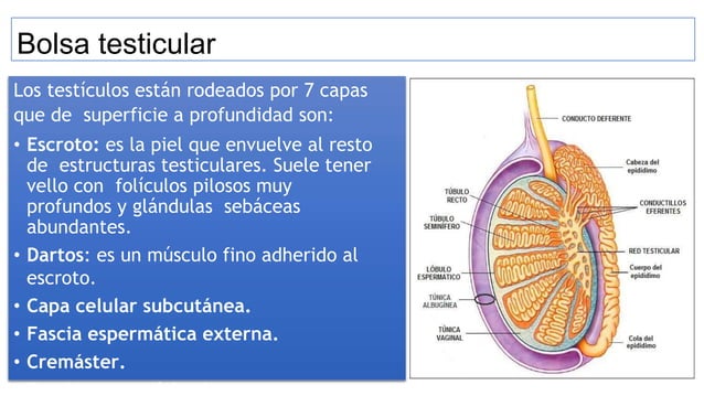 anatomia y patologia testiculares | PPTX