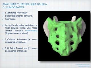 ANATOMÍA Y RADIOLOGÍA BÁSICA.unidad.3 2.pptx