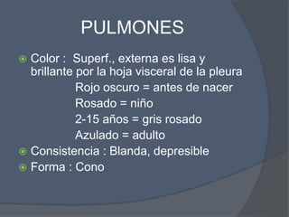 Anatomia y_semiologia sistema repiratorio | PPTX