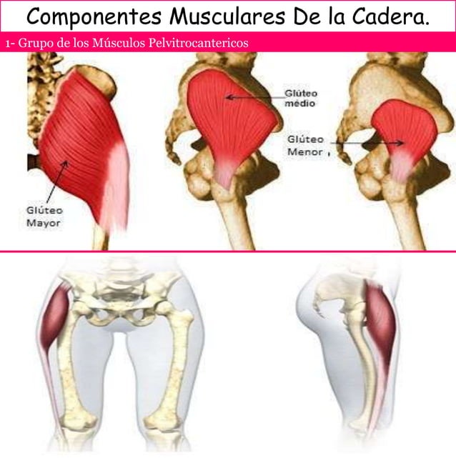 Anatomia y semiologia de cadera