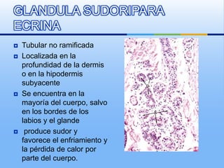 Anatomia y semiologia de la piel | PPTX