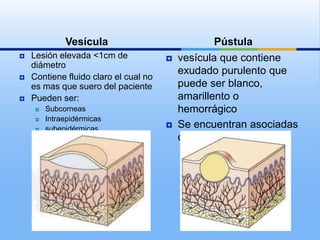 Anatomia y semiologia de la piel | PPTX