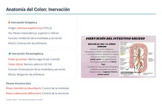 Anatomía_y_Semiología_del_Colon.pdf….. | PDF