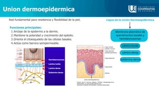 Anatomía y semiología DERMATOLOGÍA.pdf