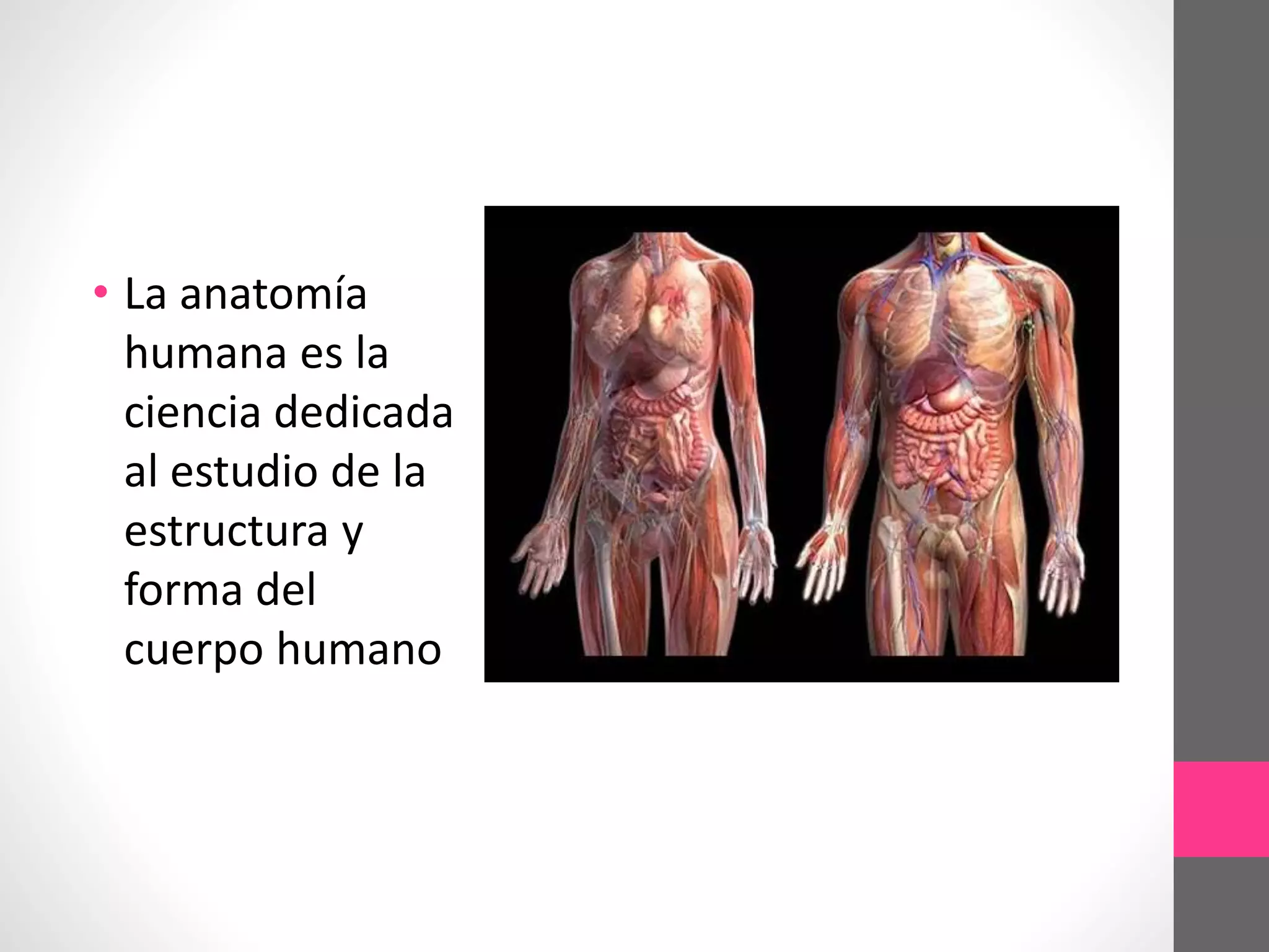 Anatomia_y_sus_divisiones_pptx.pptx
