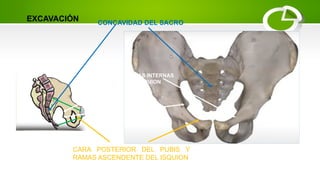 anatomía de la pelvis y trabajo de parto | PPTX