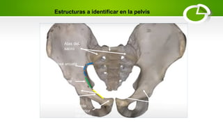 anatomía de la pelvis y trabajo de parto | PPTX