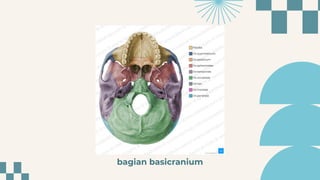 Anatomi bagian kepala dan leher, cranium | PDF