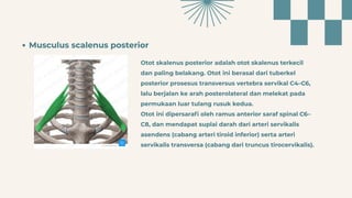 Anatomi bagian kepala dan leher, cranium | PDF