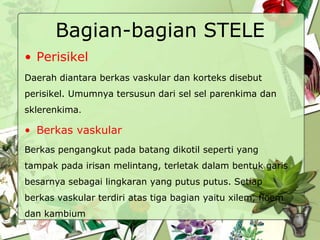 Anatomi batang | PPT