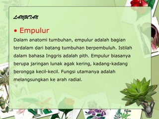 Anatomi batang | PPT