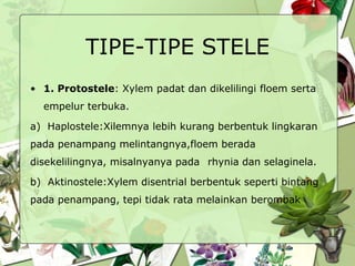 Anatomi batang | PPTX