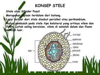 Materi Anatomi Fisiologi Tumbuhan : Batang | PPTX