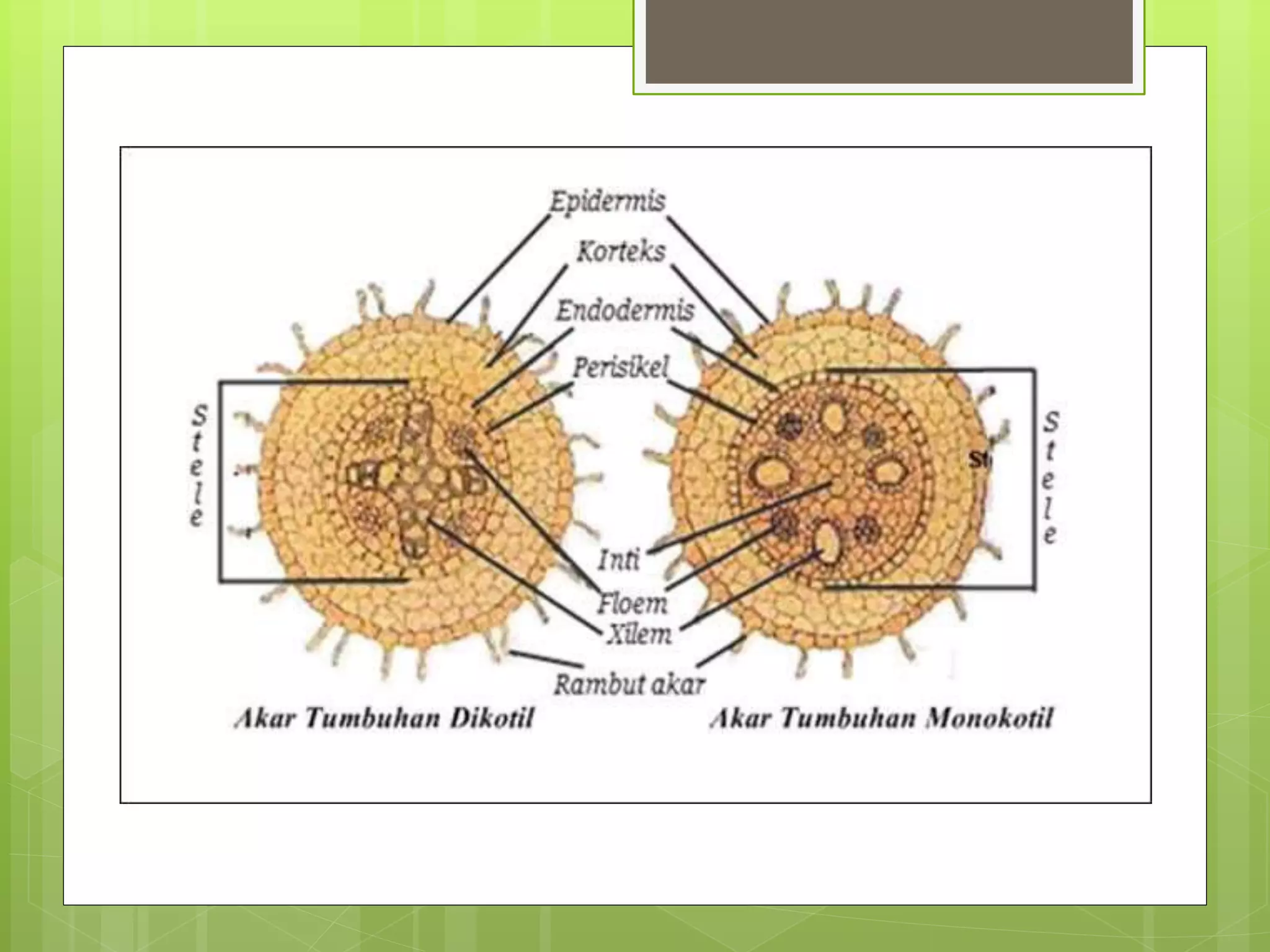 ANATOMI_BATANG_AKAR_DAN_DAUN_TUMBUHAN.pptx