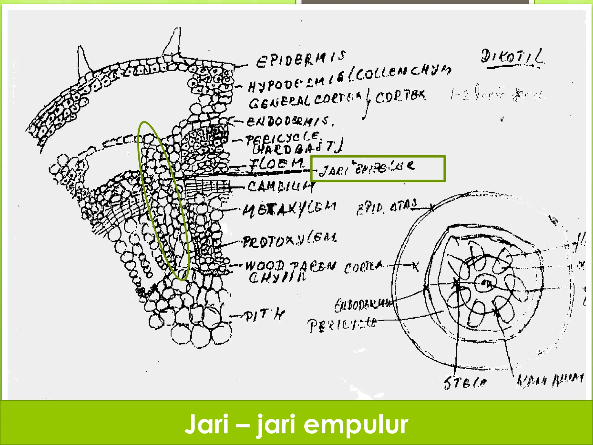ANATOMI_BATANG_AKAR_DAN_DAUN_TUMBUHAN DIKOTIL DAN MONOKOTIL.pptx