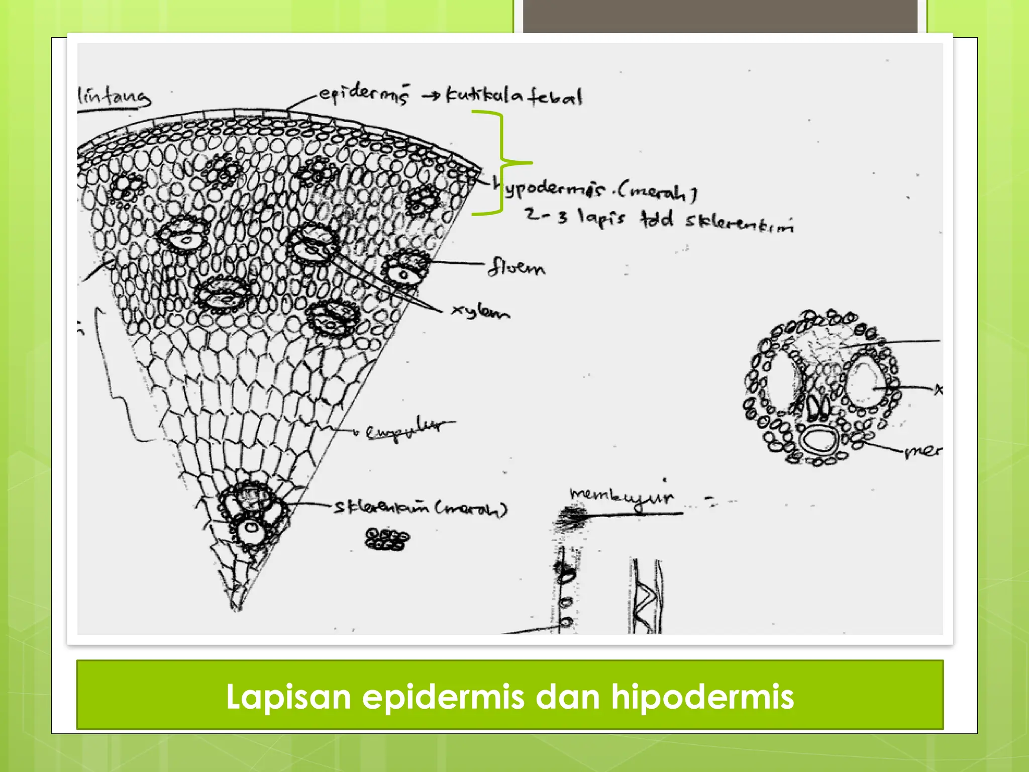 ANATOMI_BATANG_AKAR_DAN_DAUN_TUMBUHAN DIKOTIL DAN MONOKOTIL.pptx