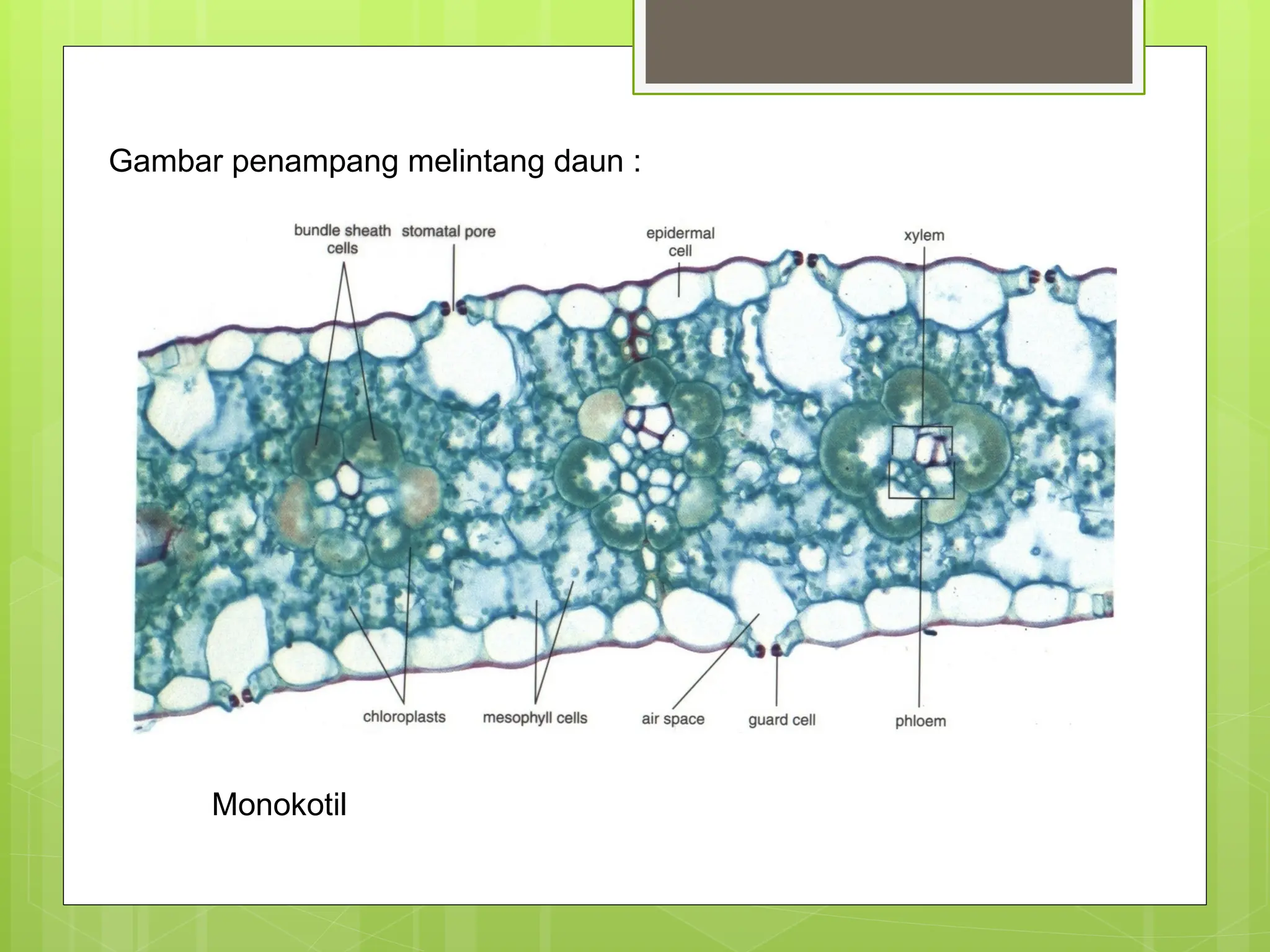 ANATOMI_BATANG_AKAR_DAN_DAUN_TUMBUHAN DIKOTIL DAN MONOKOTIL.pptx