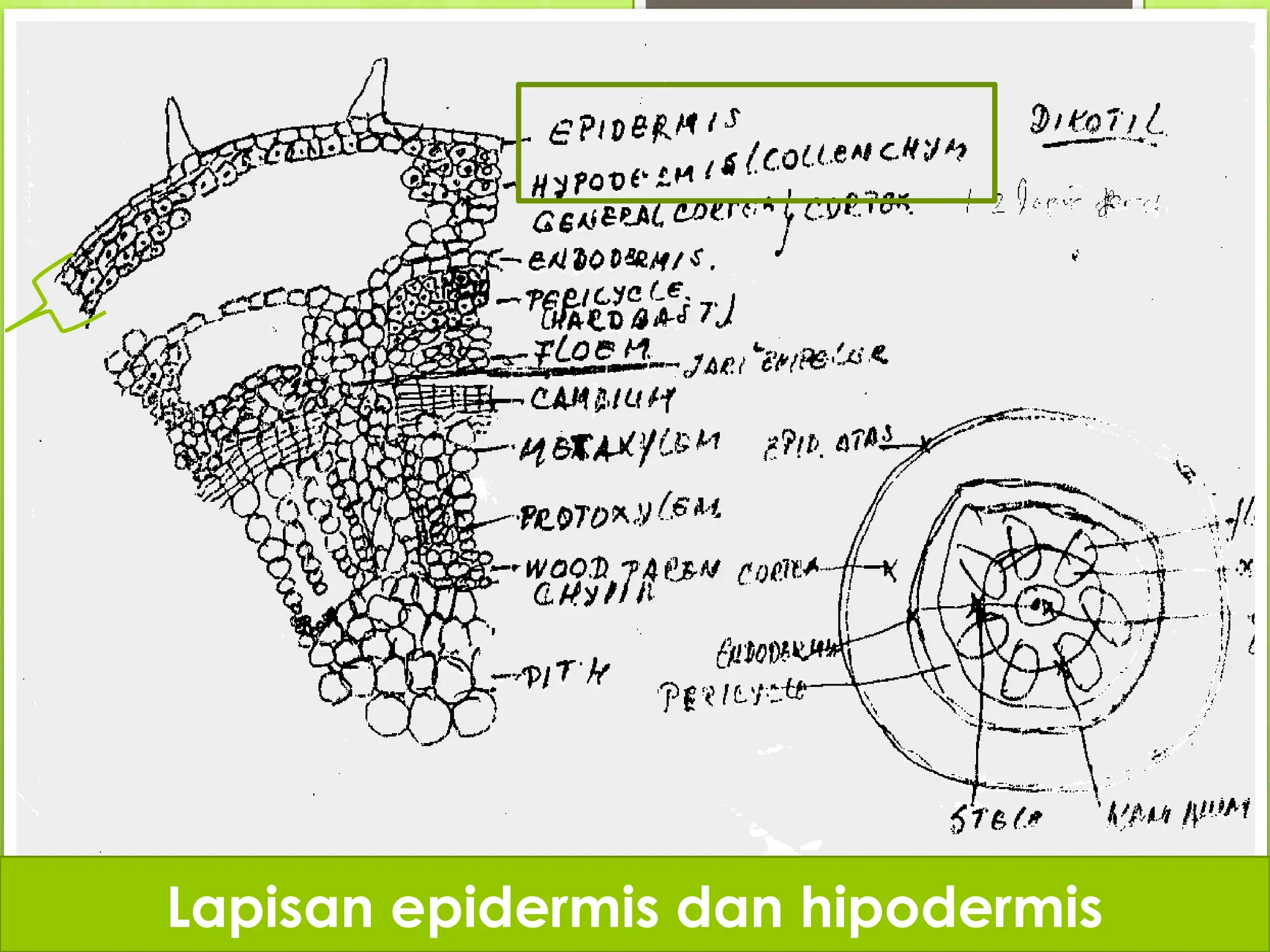 ANATOMI_BATANG_AKAR_DAN_DAUN_TUMBUHAN DIKOTIL DAN MONOKOTIL.pptx