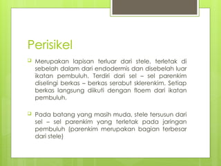 ANATOMI_BATANG_AKAR_DAN_DAUN_TUMBUHAN DIKOTIL DAN MONOKOTIL.pptx