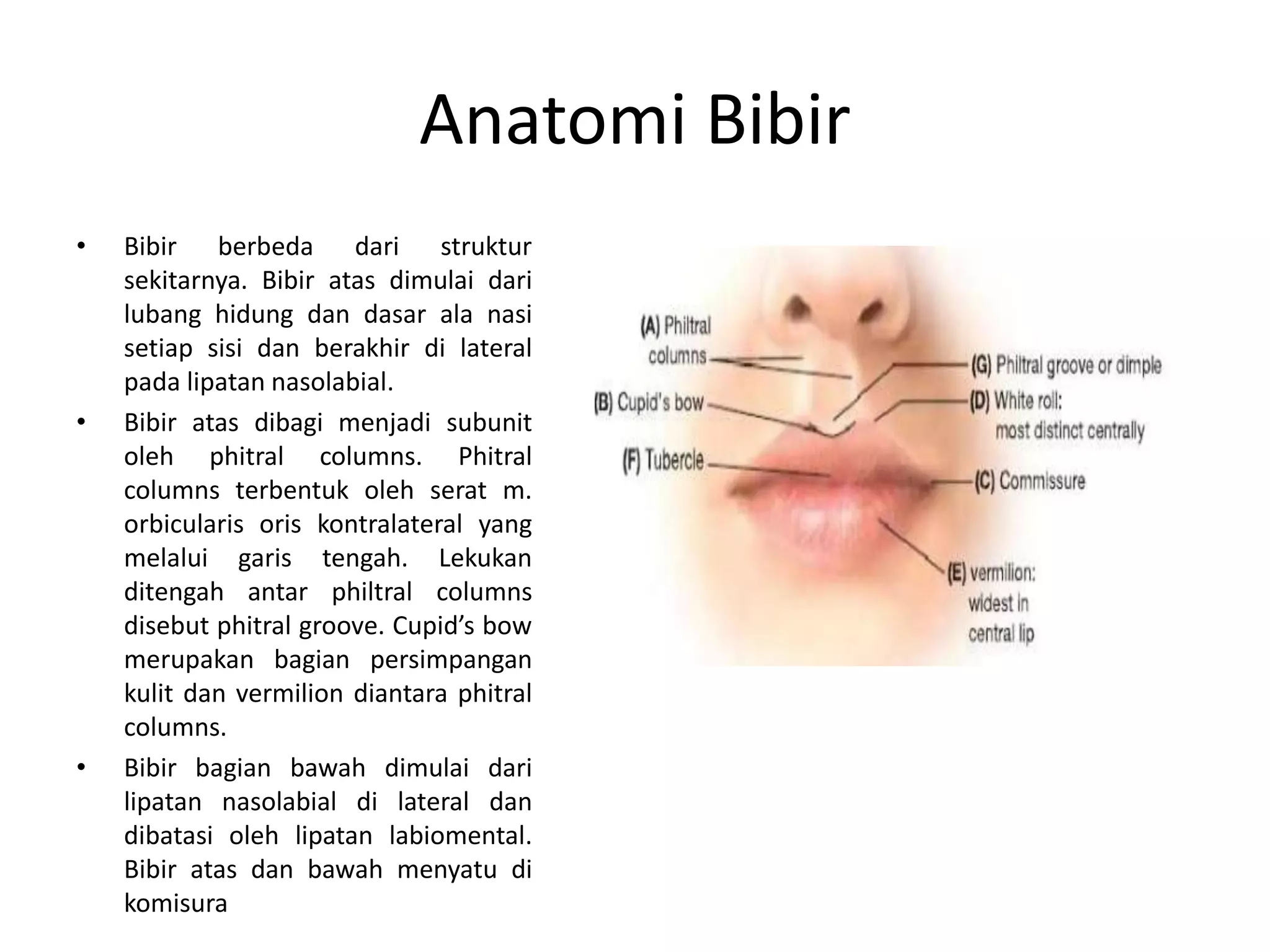 Anatomi Bibir.pptx