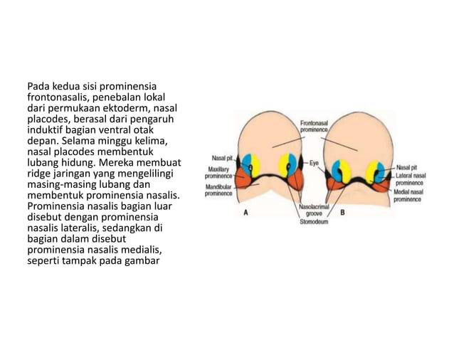 Anatomi Bibir.pptx