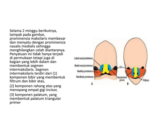 Anatomi Bibir.pptx