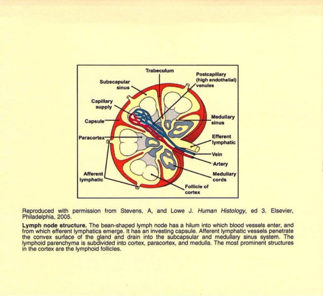 Anatomic-Sciences.pdf
