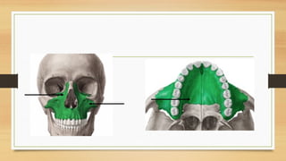 Anatomical landmarks of maxilla and mandible.pptx