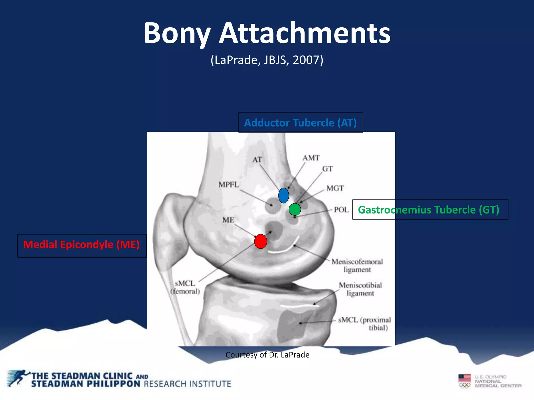 Anatomical Landmarks of the Knee | PPTX