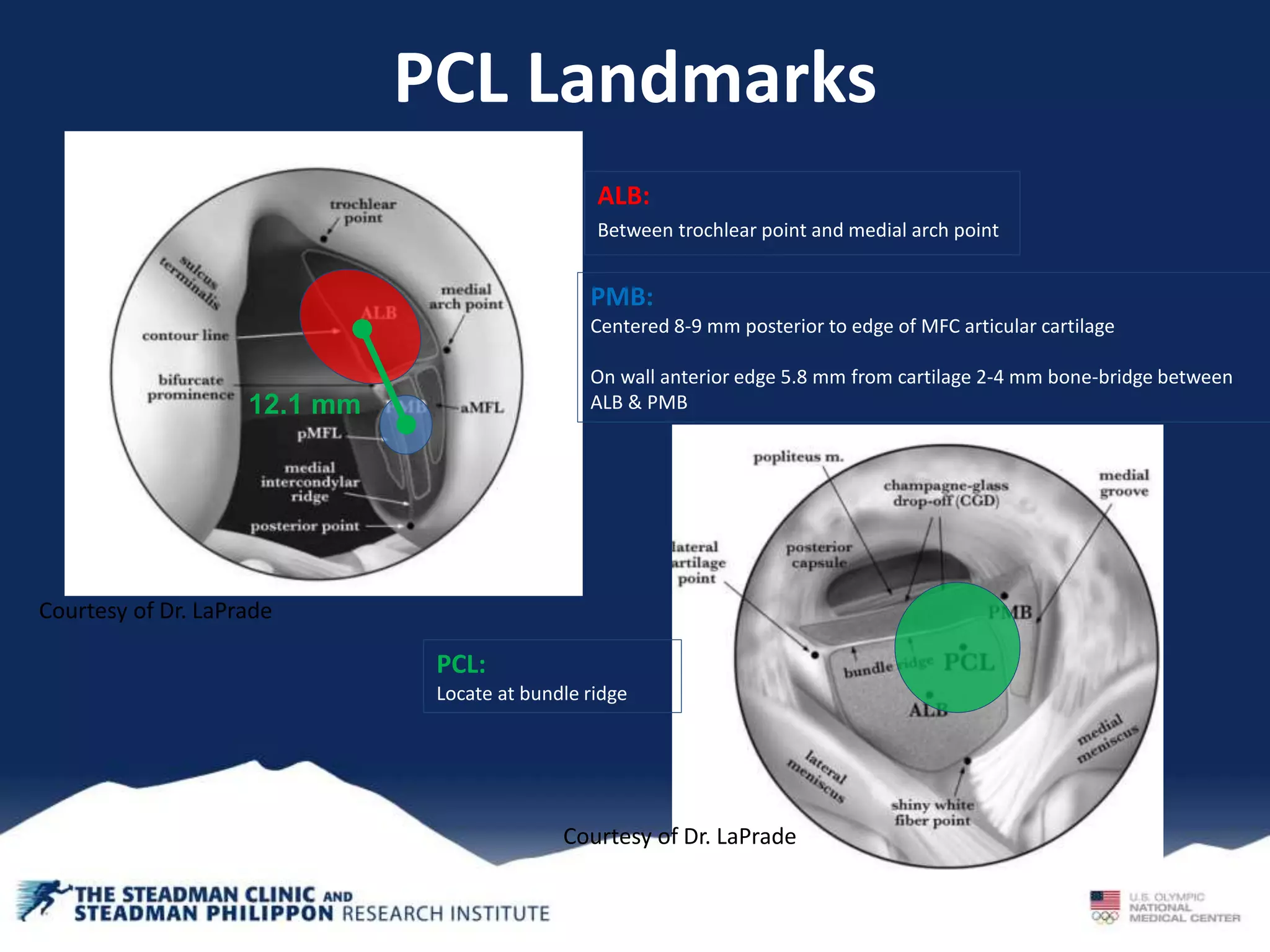 Anatomical Landmarks of the Knee | PPTX