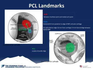 Anatomical Landmarks of the Knee | PPTX
