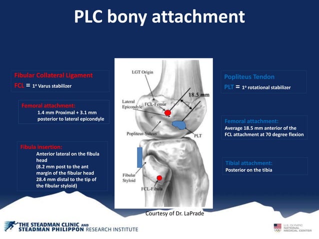 Anatomical Landmarks of the Knee