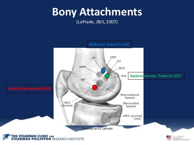 Anatomical Landmarks of the Knee