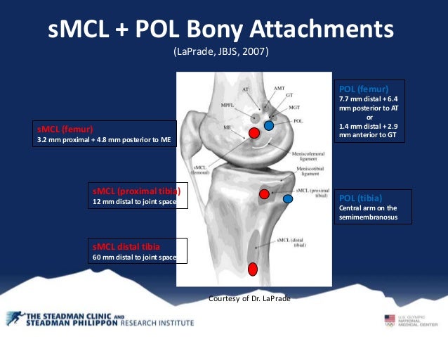 Anatomical Landmarks of the Knee