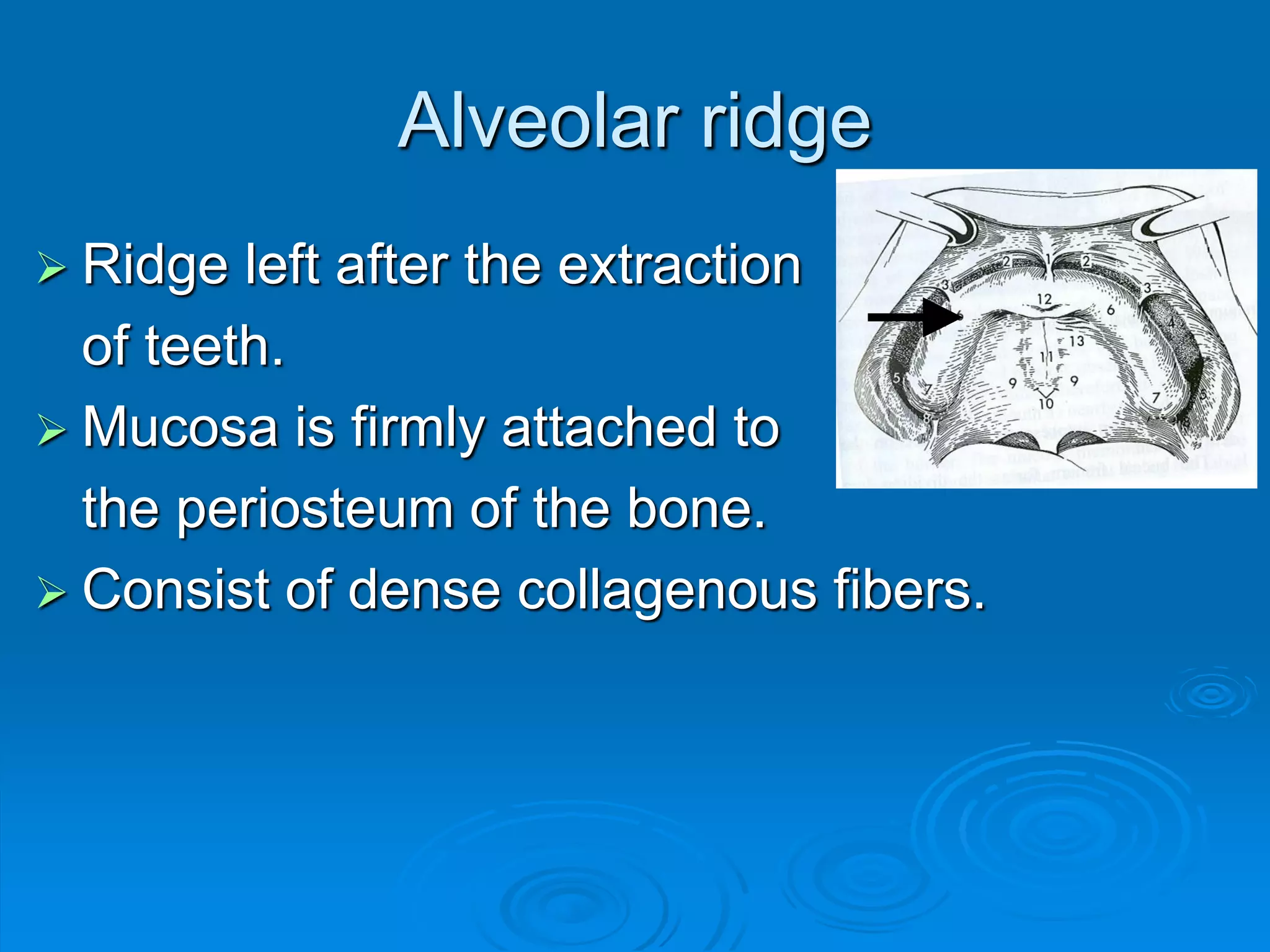maxillary anatomical landmarks | PPT