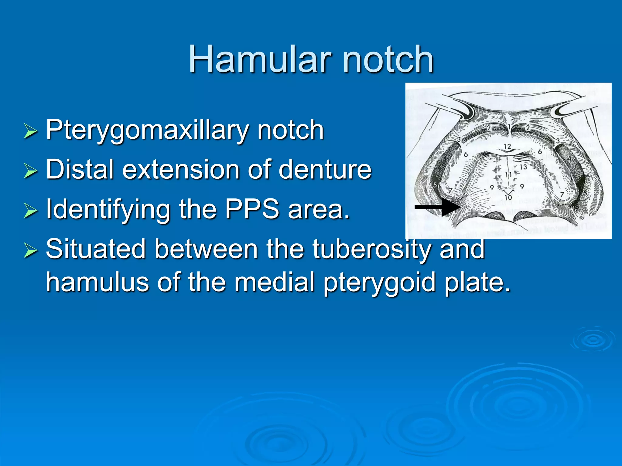 maxillary anatomical landmarks | PPT
