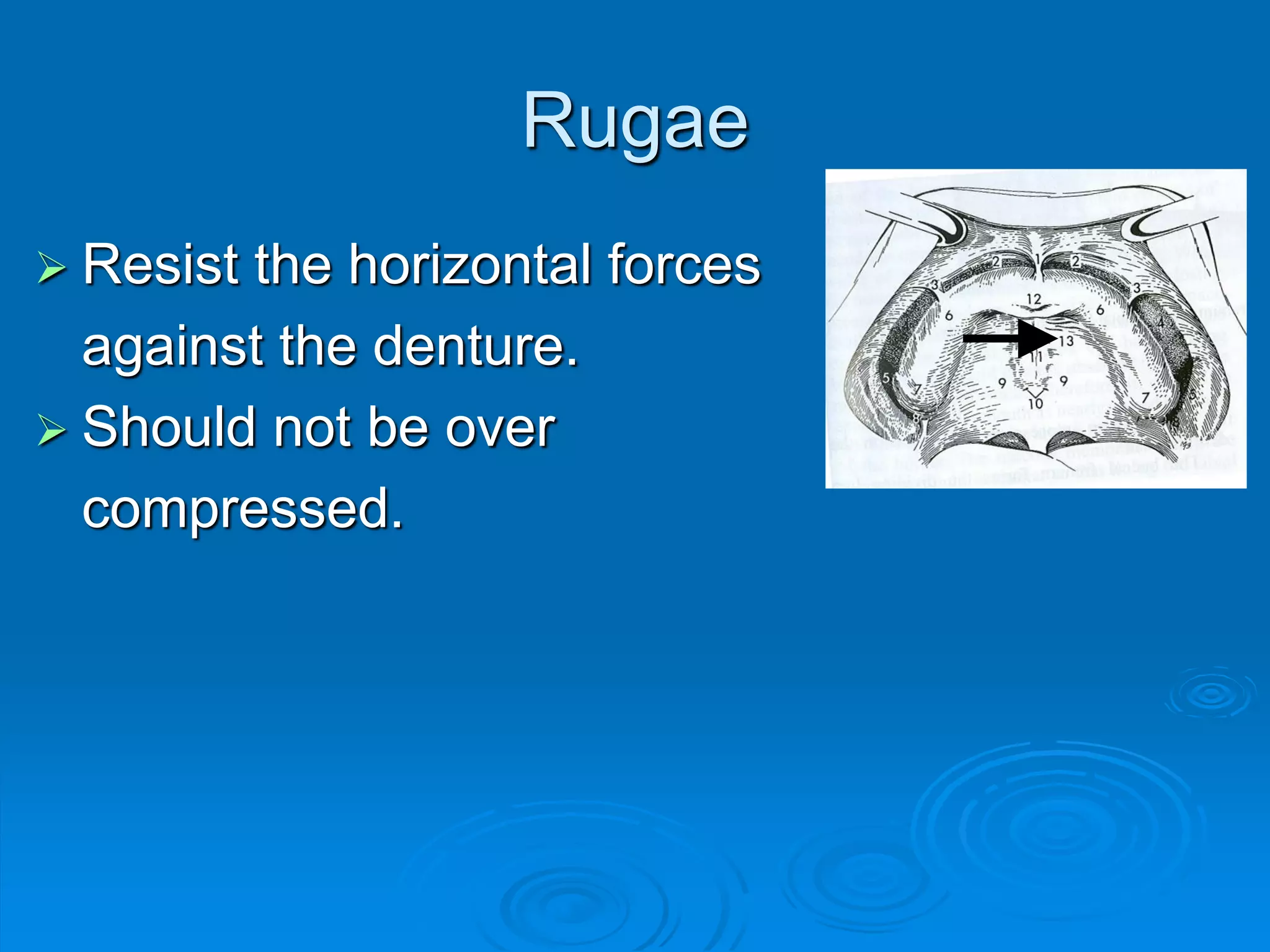 maxillary anatomical landmarks | PPT