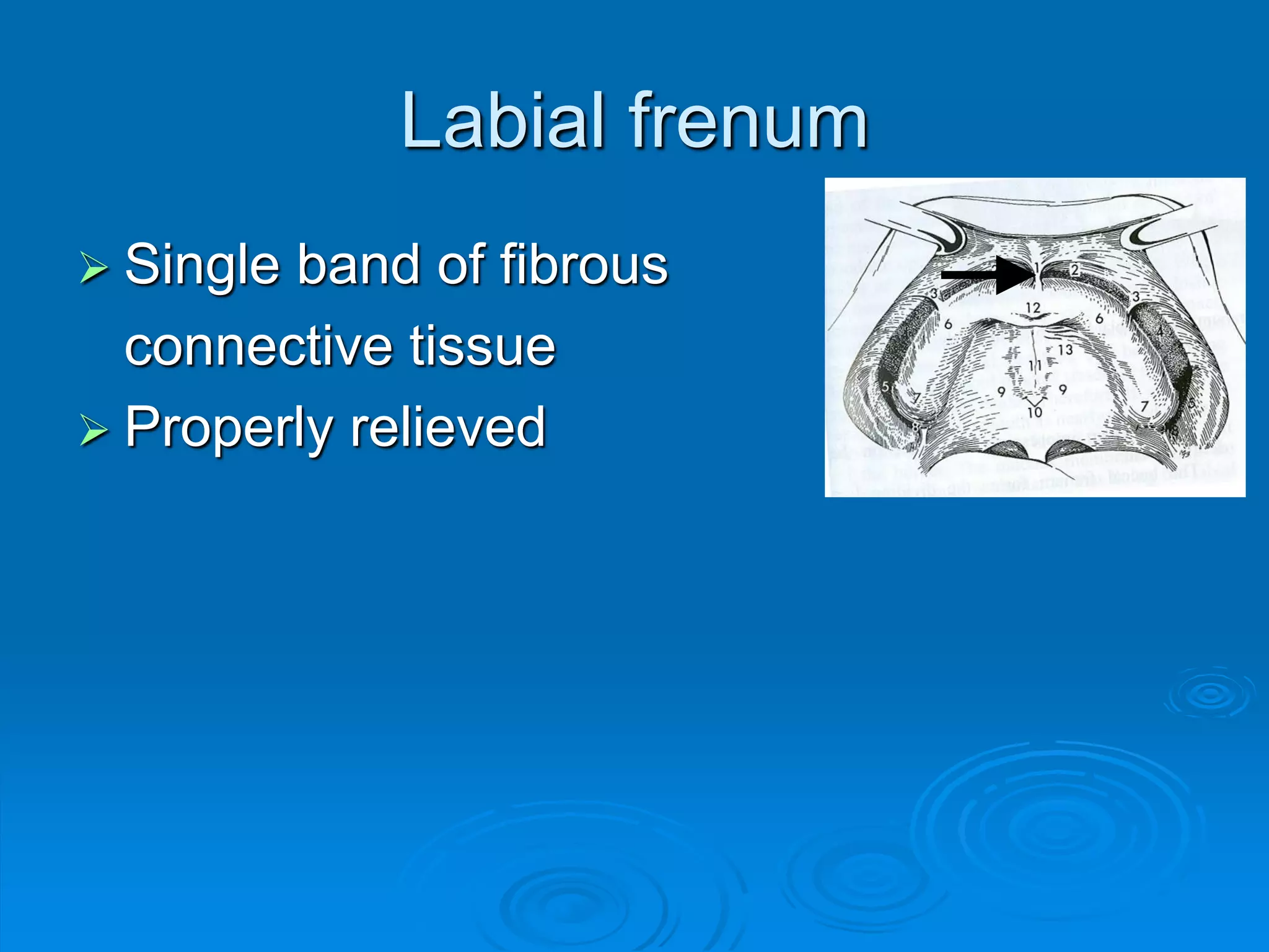 maxillary anatomical landmarks | PPT