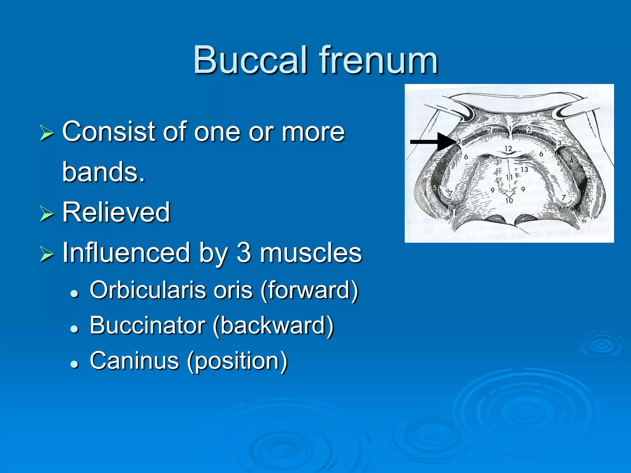 maxillary anatomical landmarks | PPT