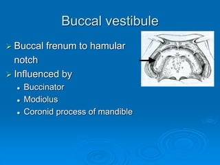 maxillary anatomical landmarks | PPT