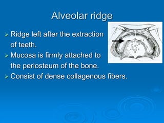 maxillary anatomical landmarks | PPT