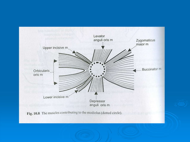 maxillary anatomical landmarks | PPT