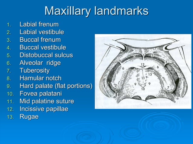 maxillary anatomical landmarks