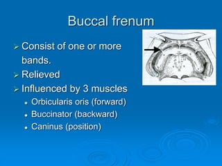 maxillary anatomical landmarks | PPT